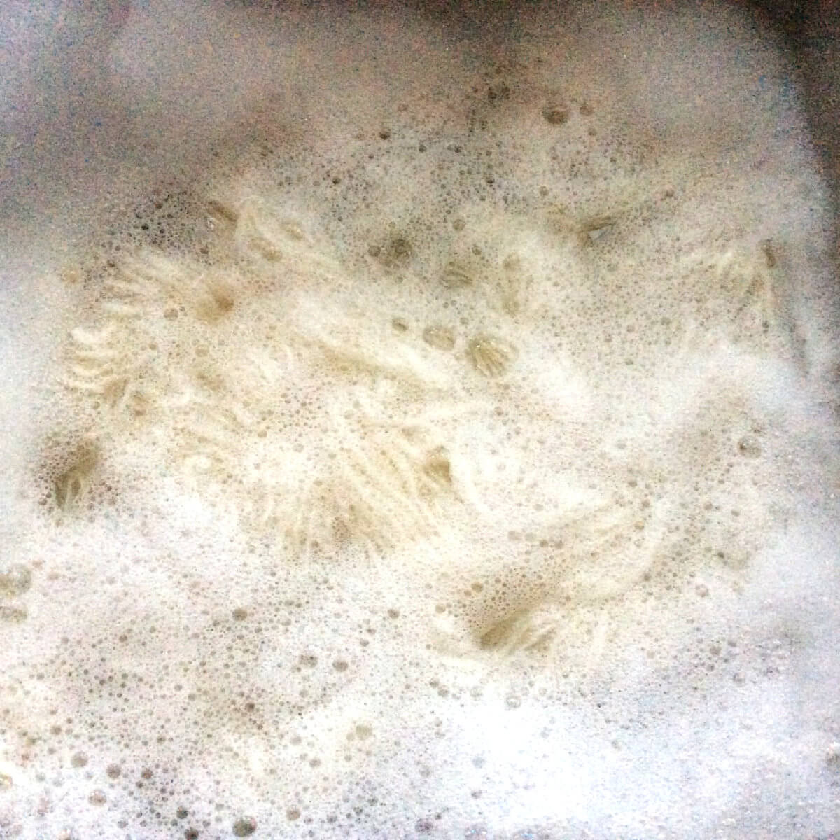 dyeing with natural dyes: part 1 - washing the wool - La Visch Designs